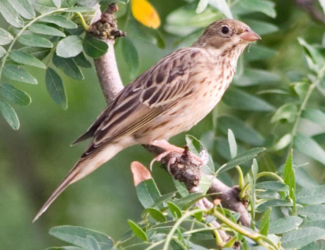 Weird French Delicacy – Ortolan Bunting – We are not Foodies